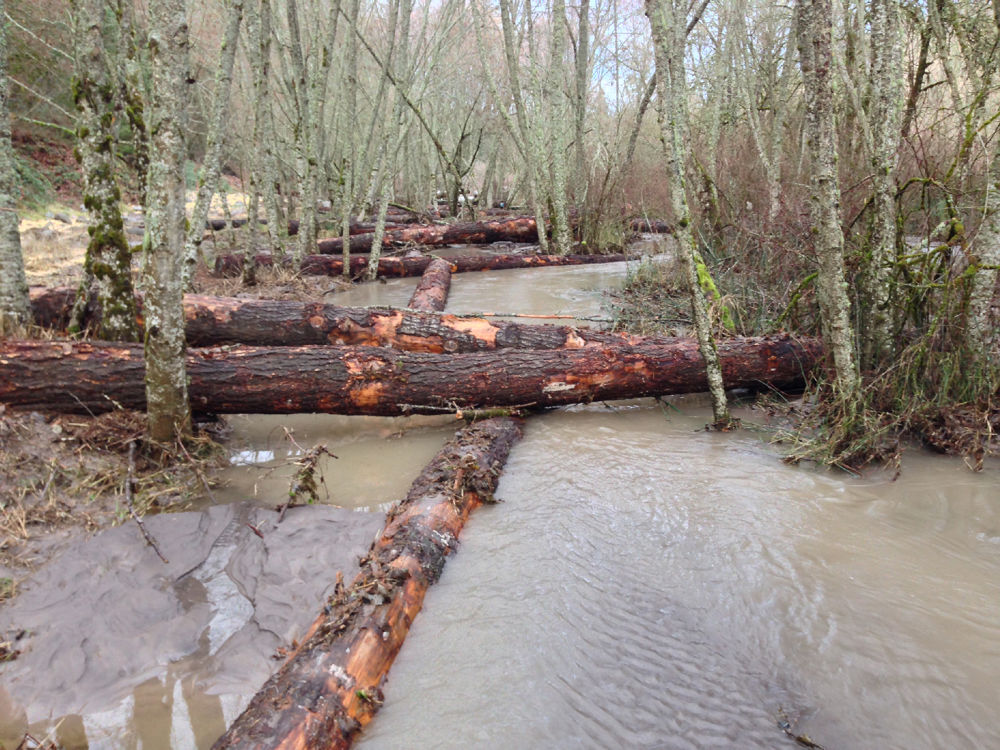 IMG_6067-Floodplain-B-logs-flooding - Columbia Land Trust