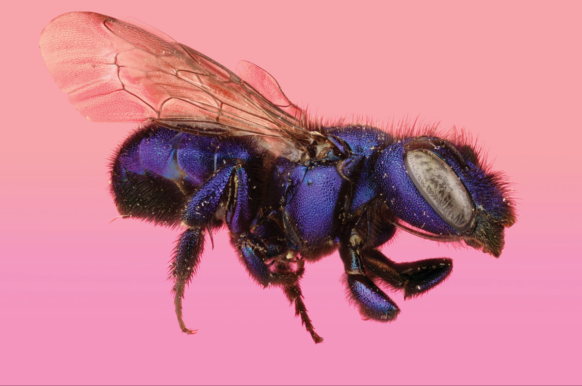 Species Spotlight: Pollinators of the Pacific Northwest - Columbia Land ...