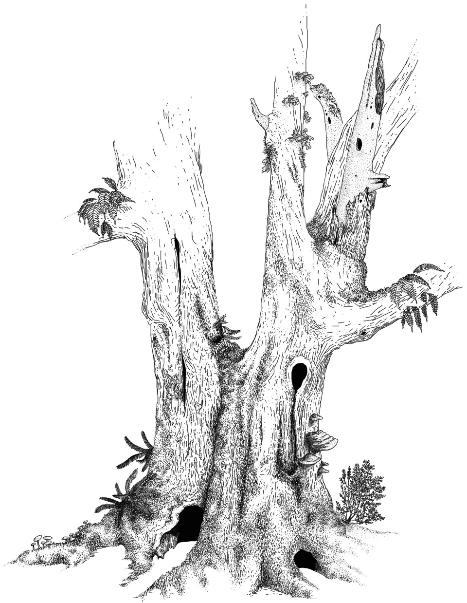 habitat tree 11 - Columbia Land Trust