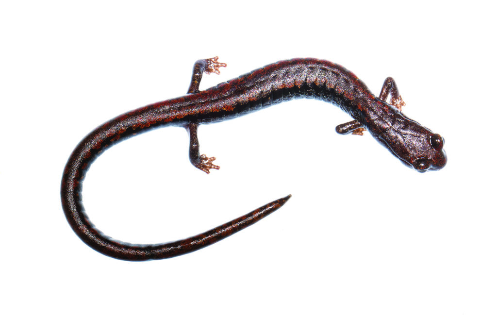 Species Spotlight: Oregon Slender Salamander - Columbia Land Trust