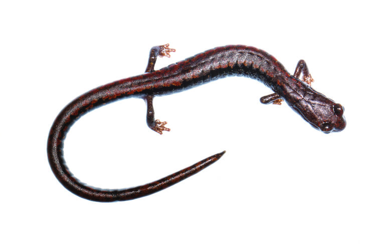 Species Spotlight: Oregon Slender Salamander - Columbia Land Trust