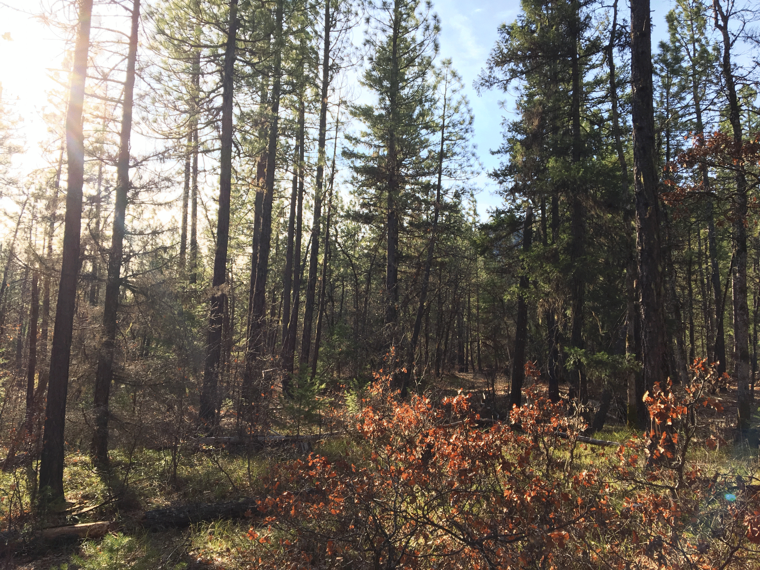 A Community Forest Grows - Columbia Land Trust