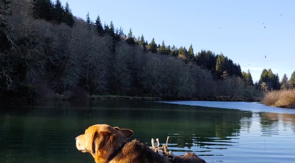 Grays River - Columbia Land Trust