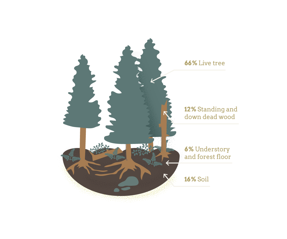 Forest_carbon_diagram_large - Columbia Land Trust