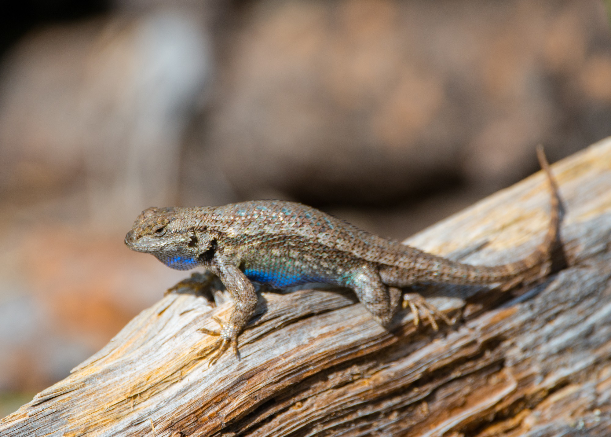 Lizard -web - by Brian Chambers Photography - Columbia Land Trust