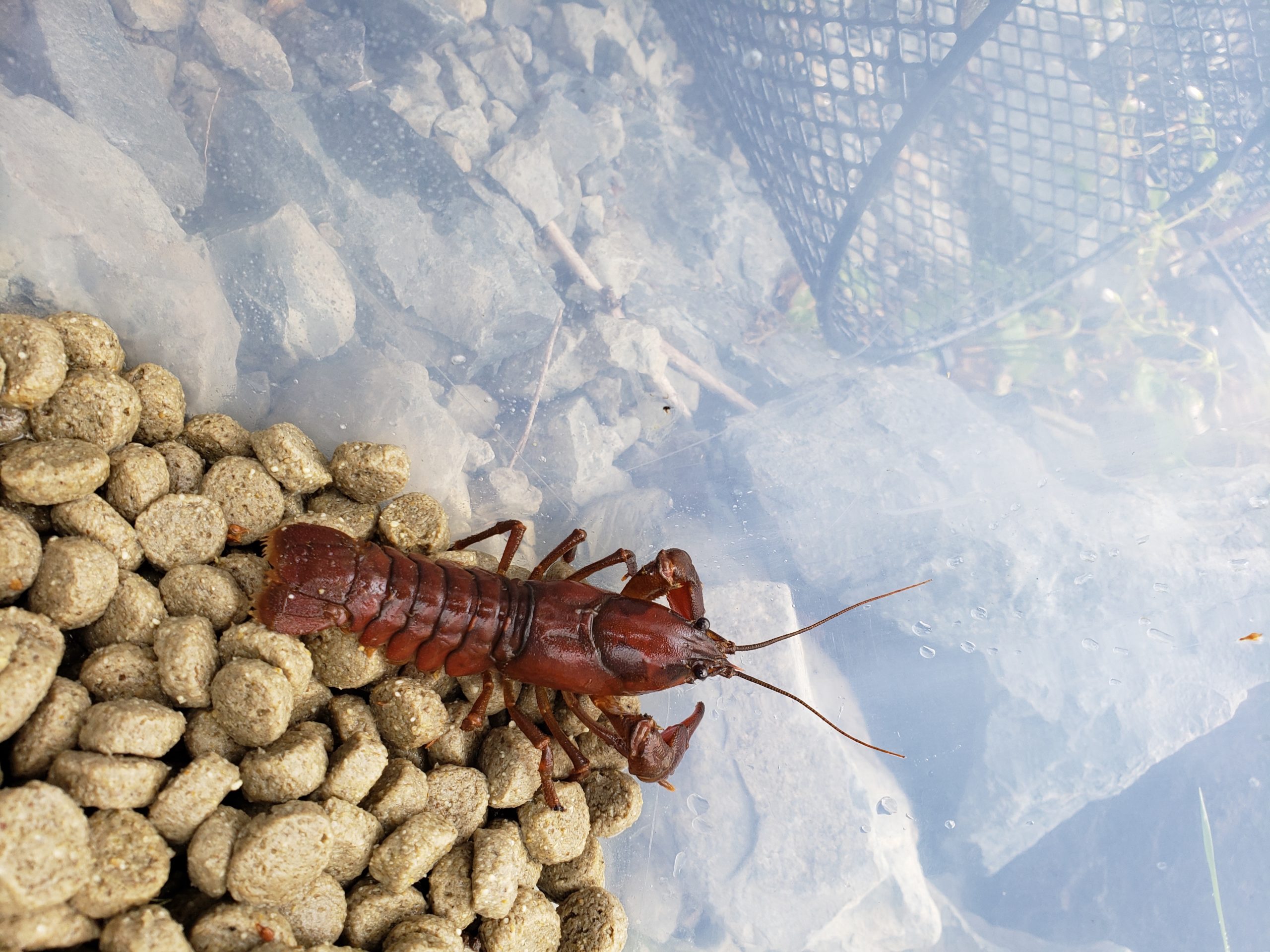 In the Field: Crayfish Sampling - Columbia Land Trust