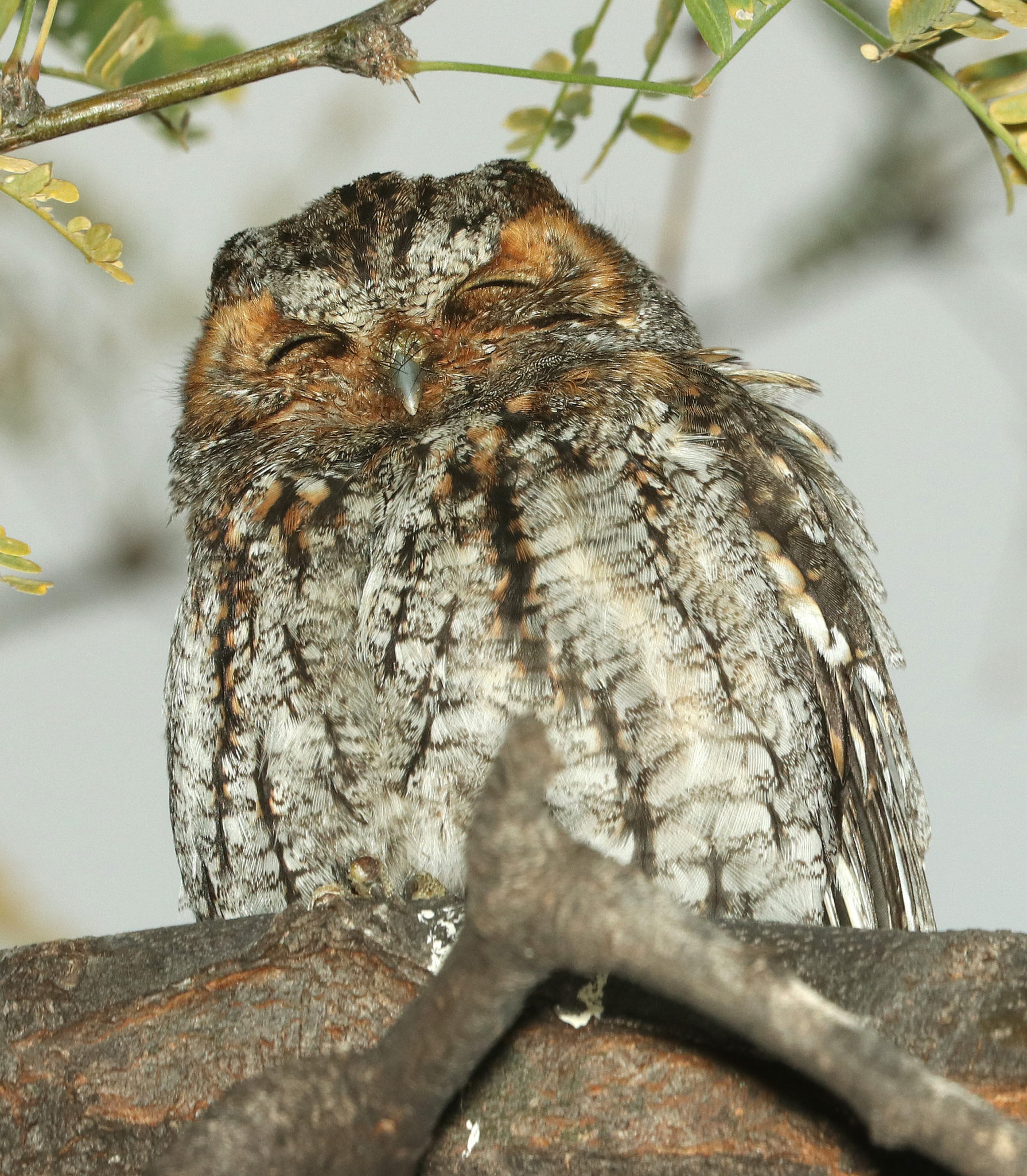 Species Spotlight: Flammulated Owl - Columbia Land Trust