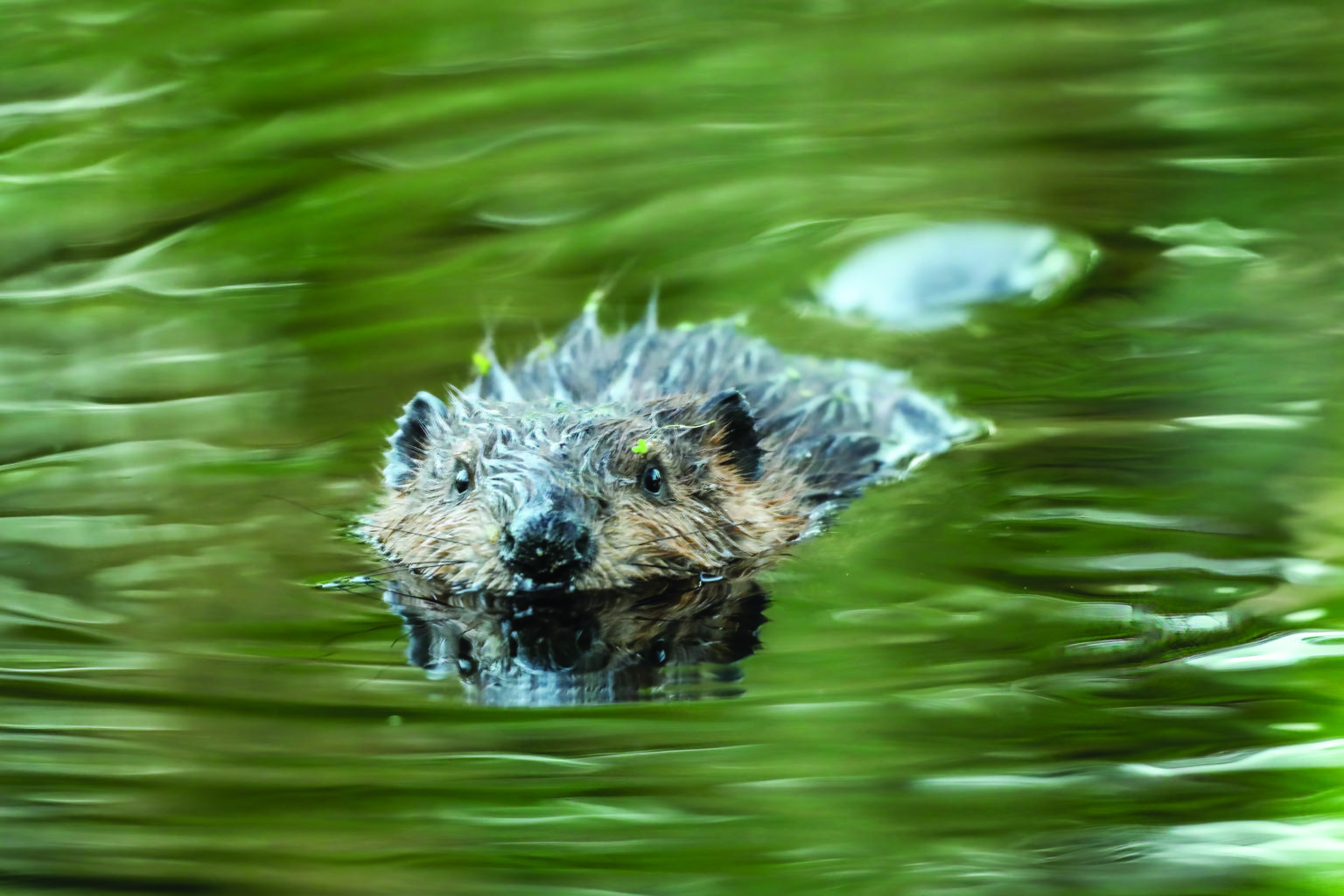Beavers Build Resilient Watersheds - Columbia Land Trust