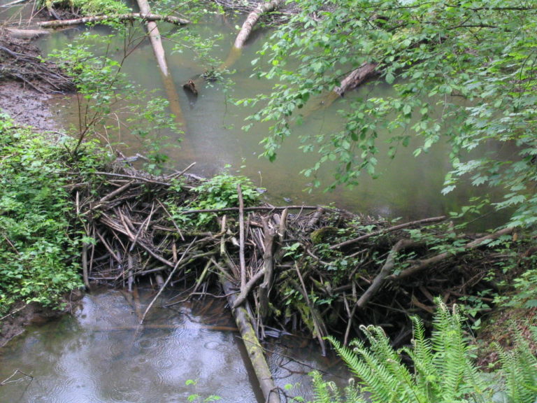 Beavers Build Resilient Watersheds - Columbia Land Trust