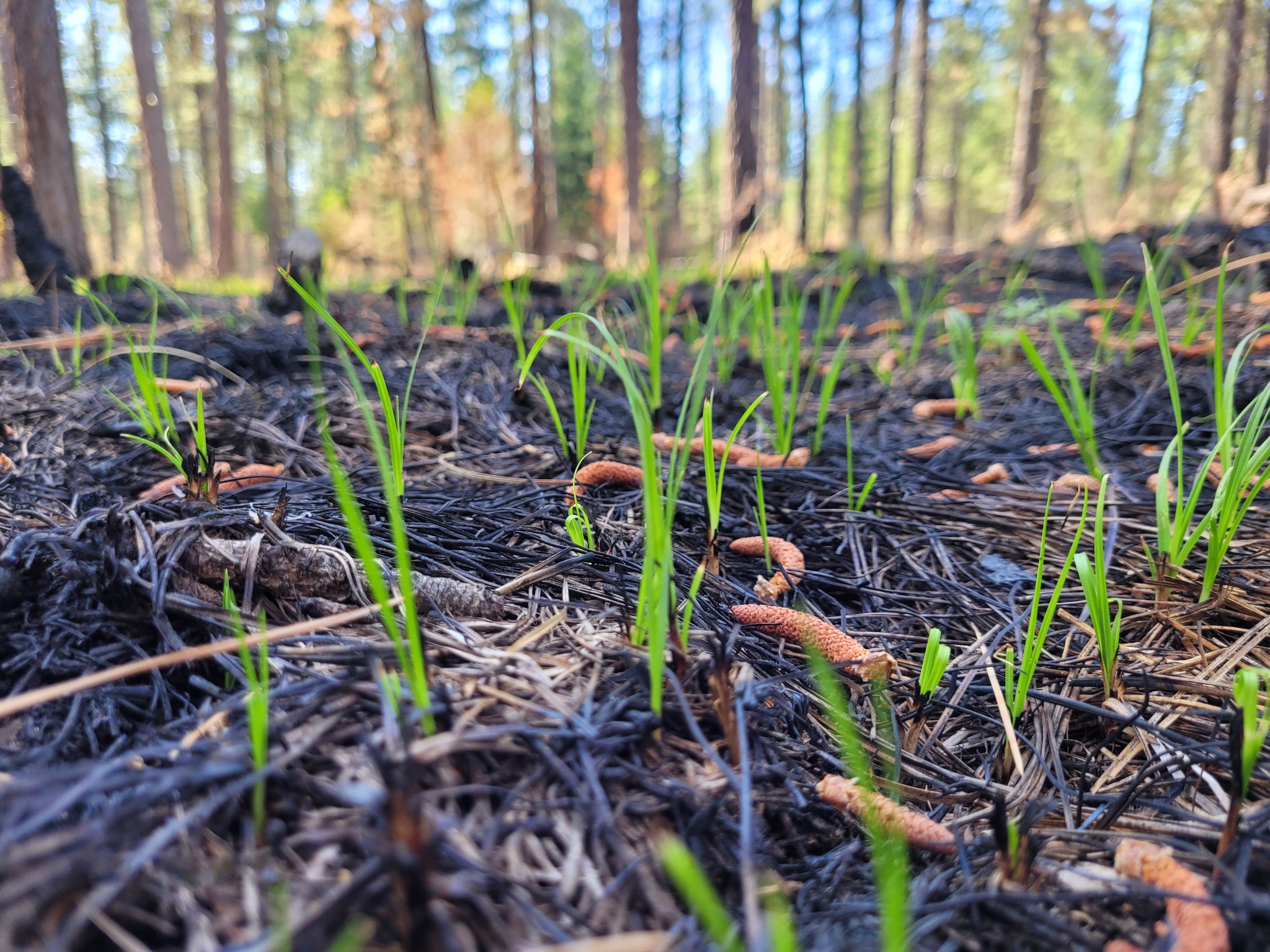 Exploring the Benefits of Prescribed Fire - Columbia Land Trust