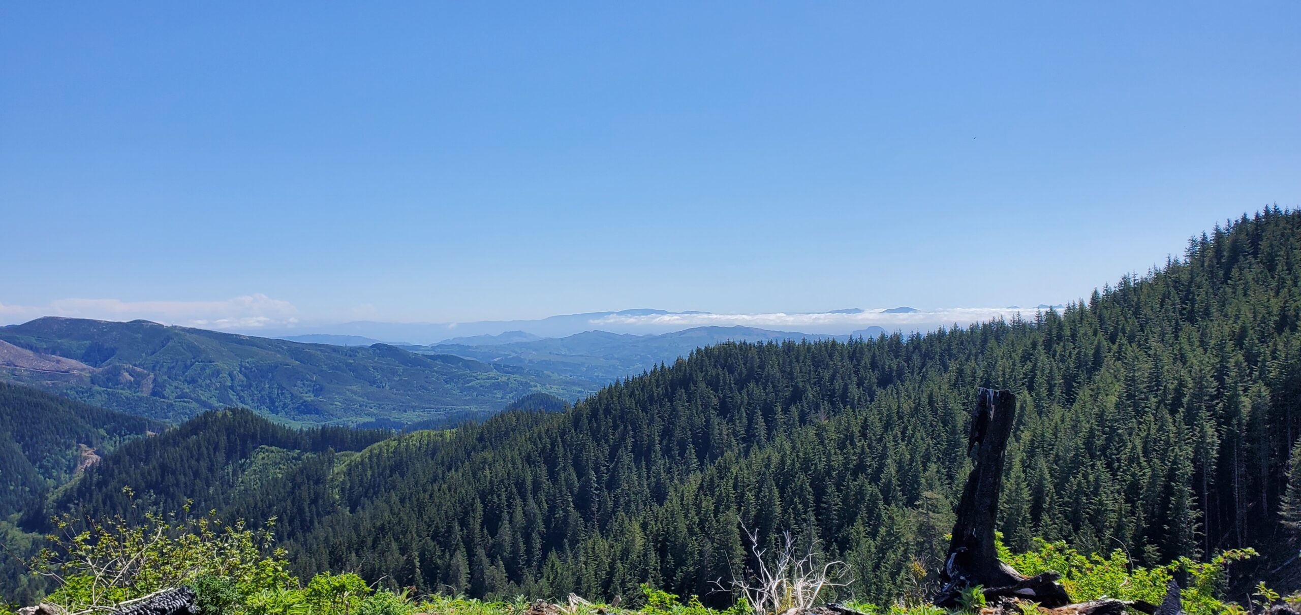 Conserved: 1,103 Acres in the Grays River Watershed - Columbia Land Trust