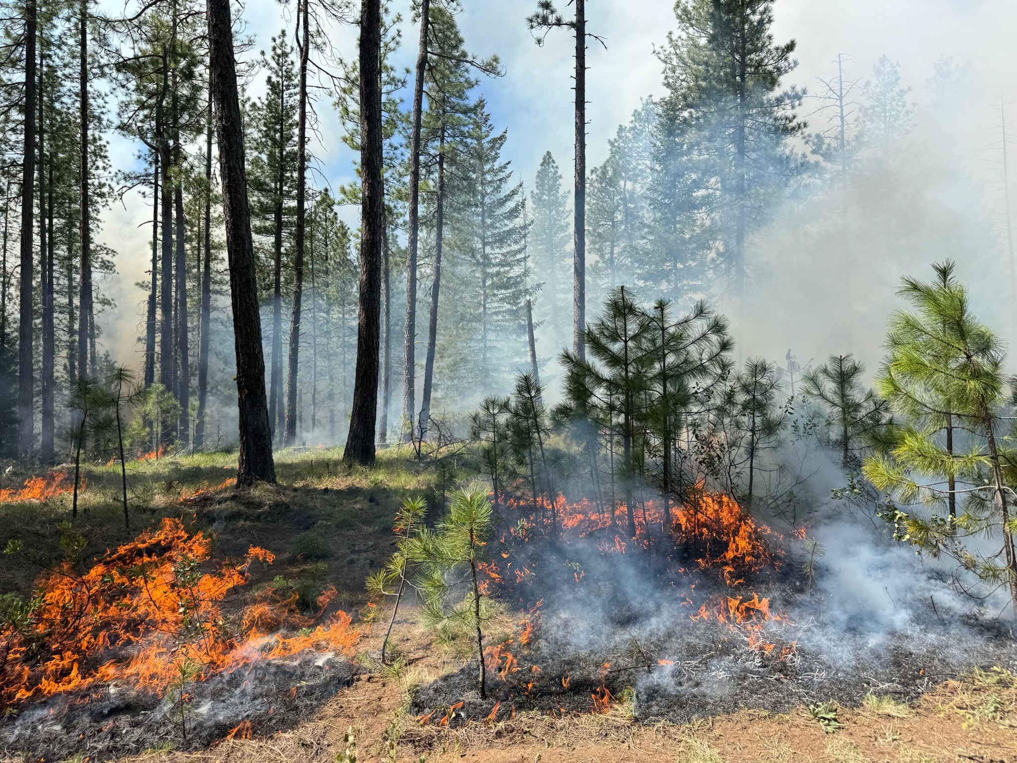 Rx Fire: An Art and a Science - Columbia Land Trust